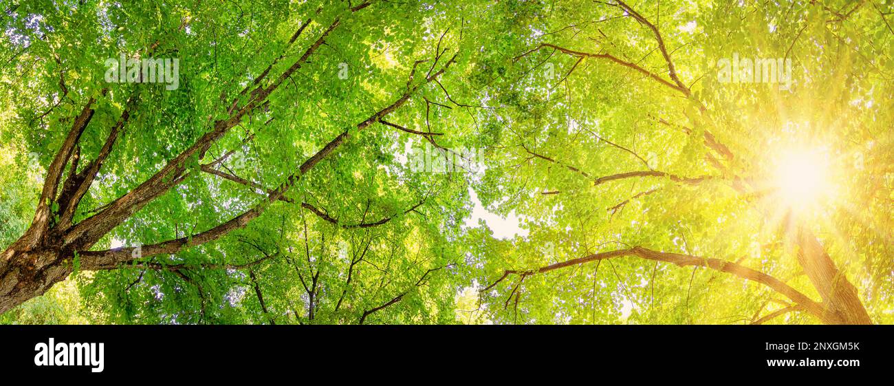 Giant linden tree's branches with fresh young foliage Stock Photo - Alamy