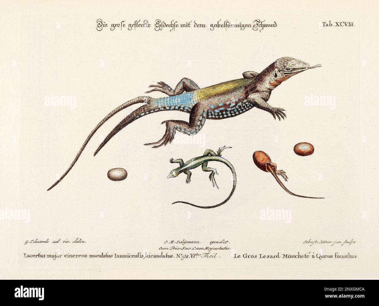 Reptile illustration - The Lizard - Antique plate of the dutch book ...