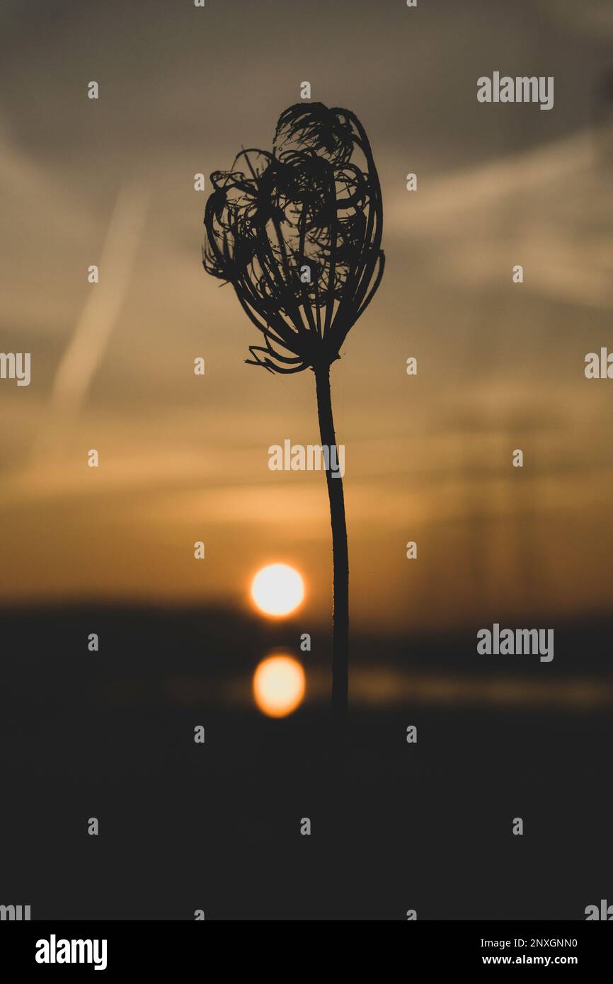 Joyful lines hi-res stock photography and images - Alamy