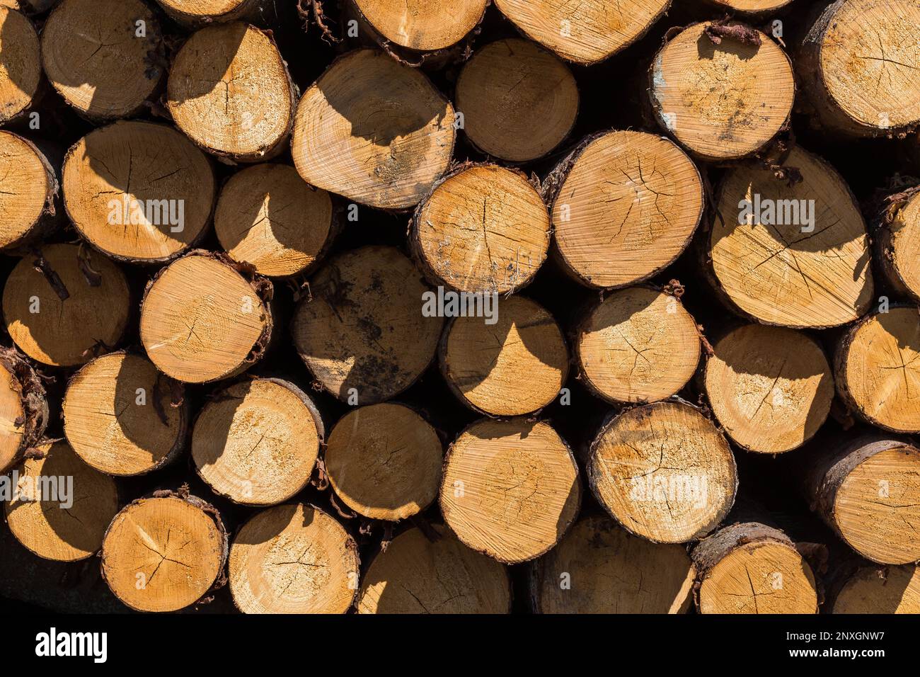 Wood logs. Timber logging in forest. Freshly cut tree logs piled up as ...