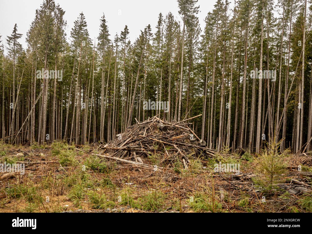 WA23131-00...WASHINGTON - Unwanted logs and skinny trees left in a pile ...