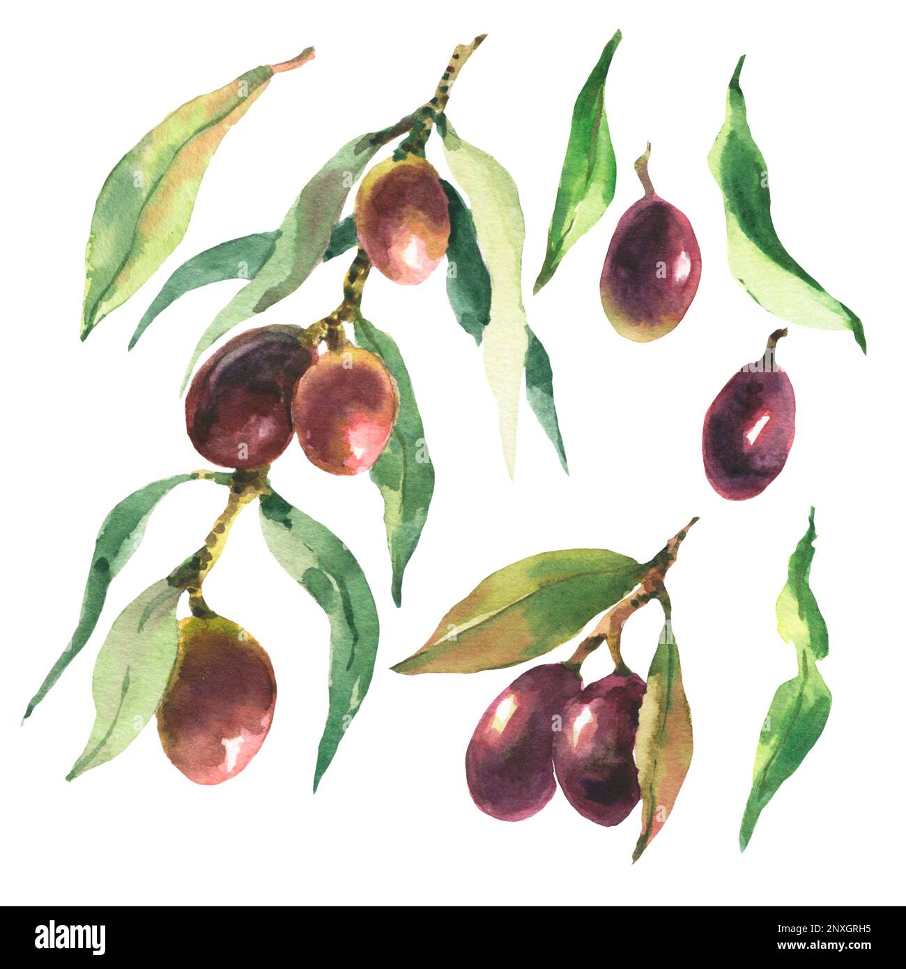 Watercolor set of black olives. Hand painted illustration with olive ...