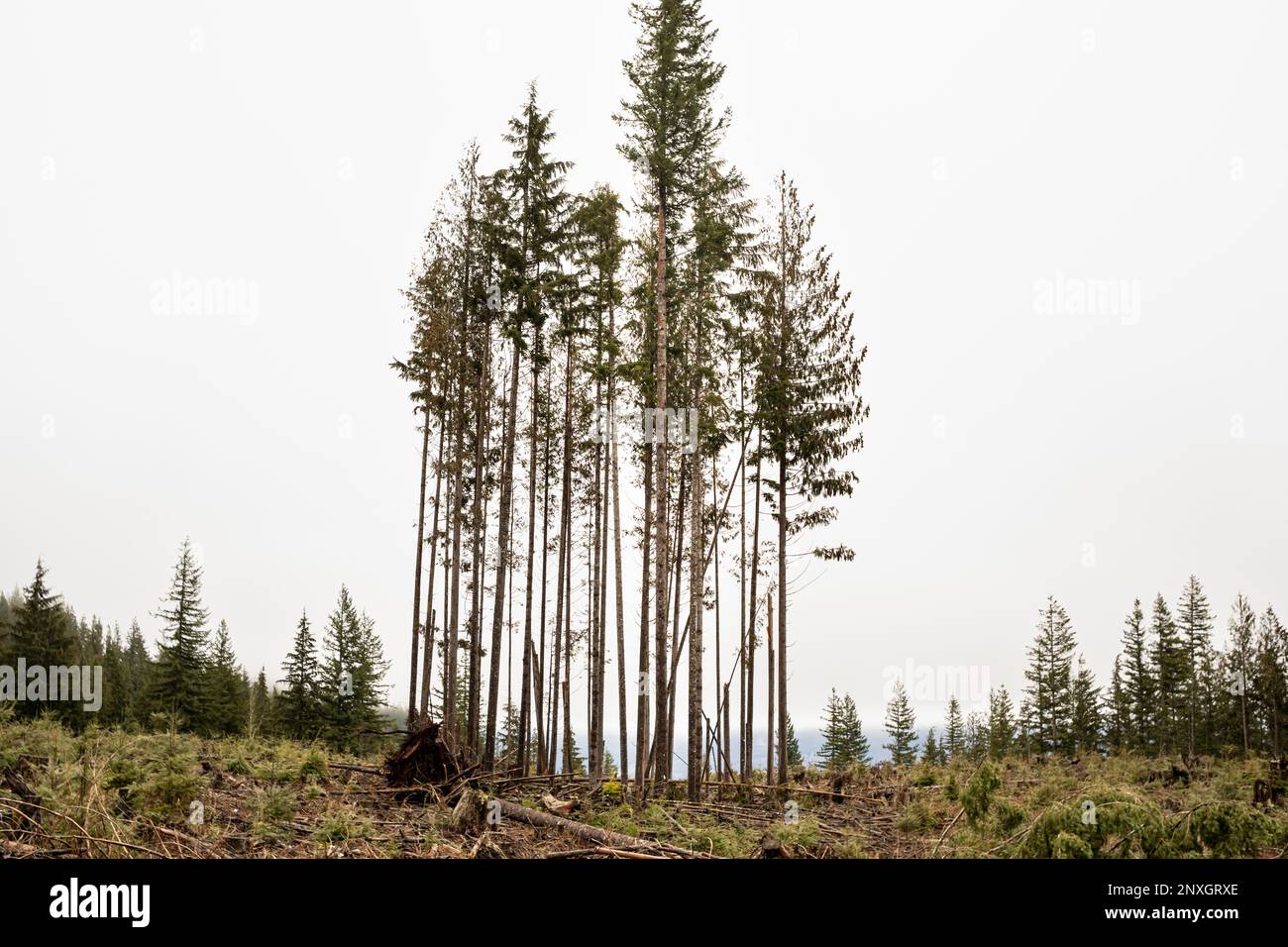 WA23137-00...WASHINGTON - Stand of tall, skiny trees in the middle of a ...