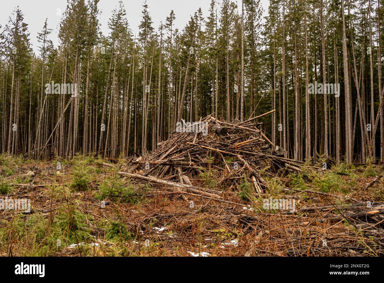 WA23138-00...WASHINGTON - Pile of logs with no commercial value left to ...