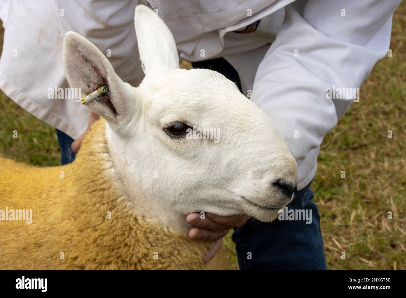 EXETER, DEVON, UK - JULY 1, 2022 close up of the head of a sheep Stock ...