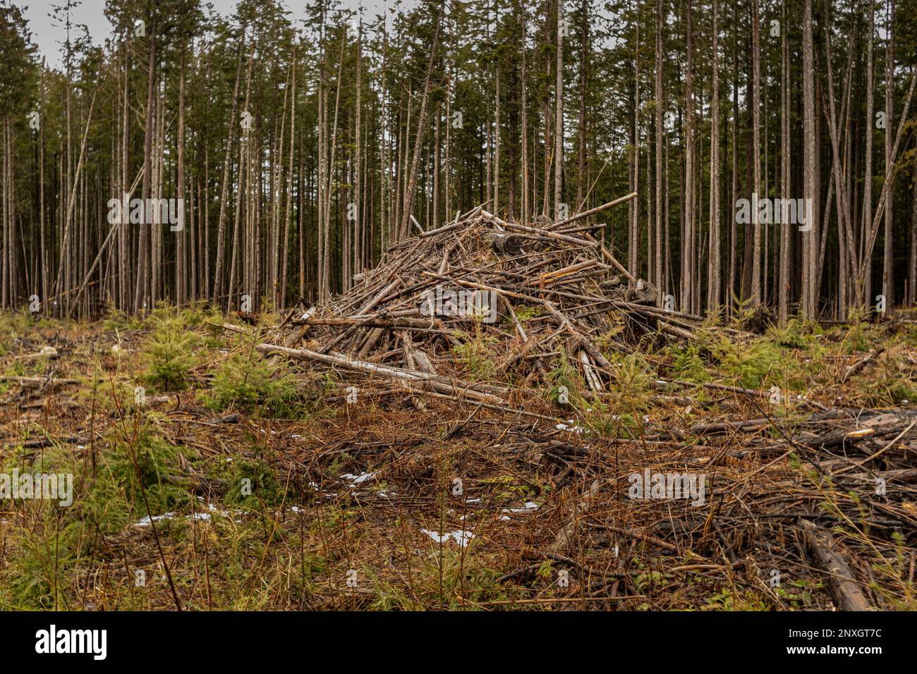WA23138-00...WASHINGTON - Pile of logs with no commercial value left to ...