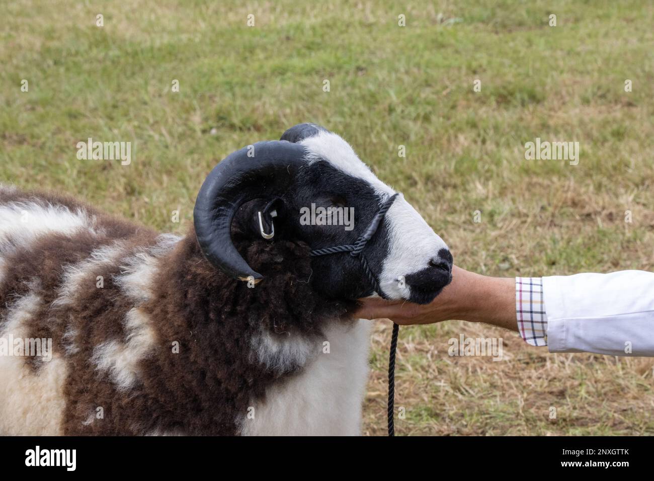 EXETER, DEVON, UK - JULY 1, 2022 close up of the head of a sheep with ...