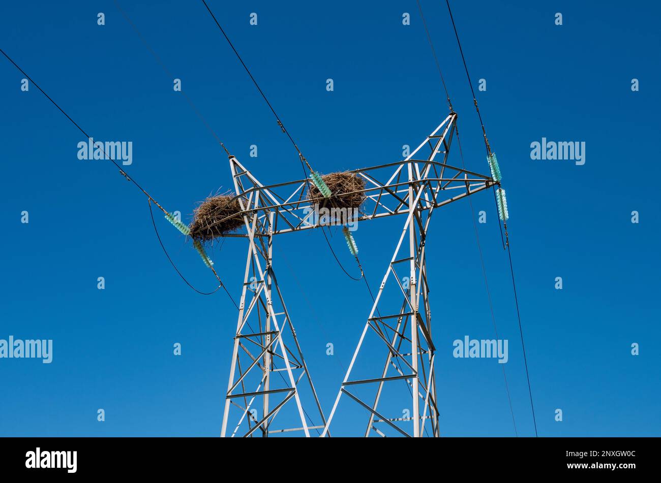 Bird electricity cable pylon hi-res stock photography and images - Alamy