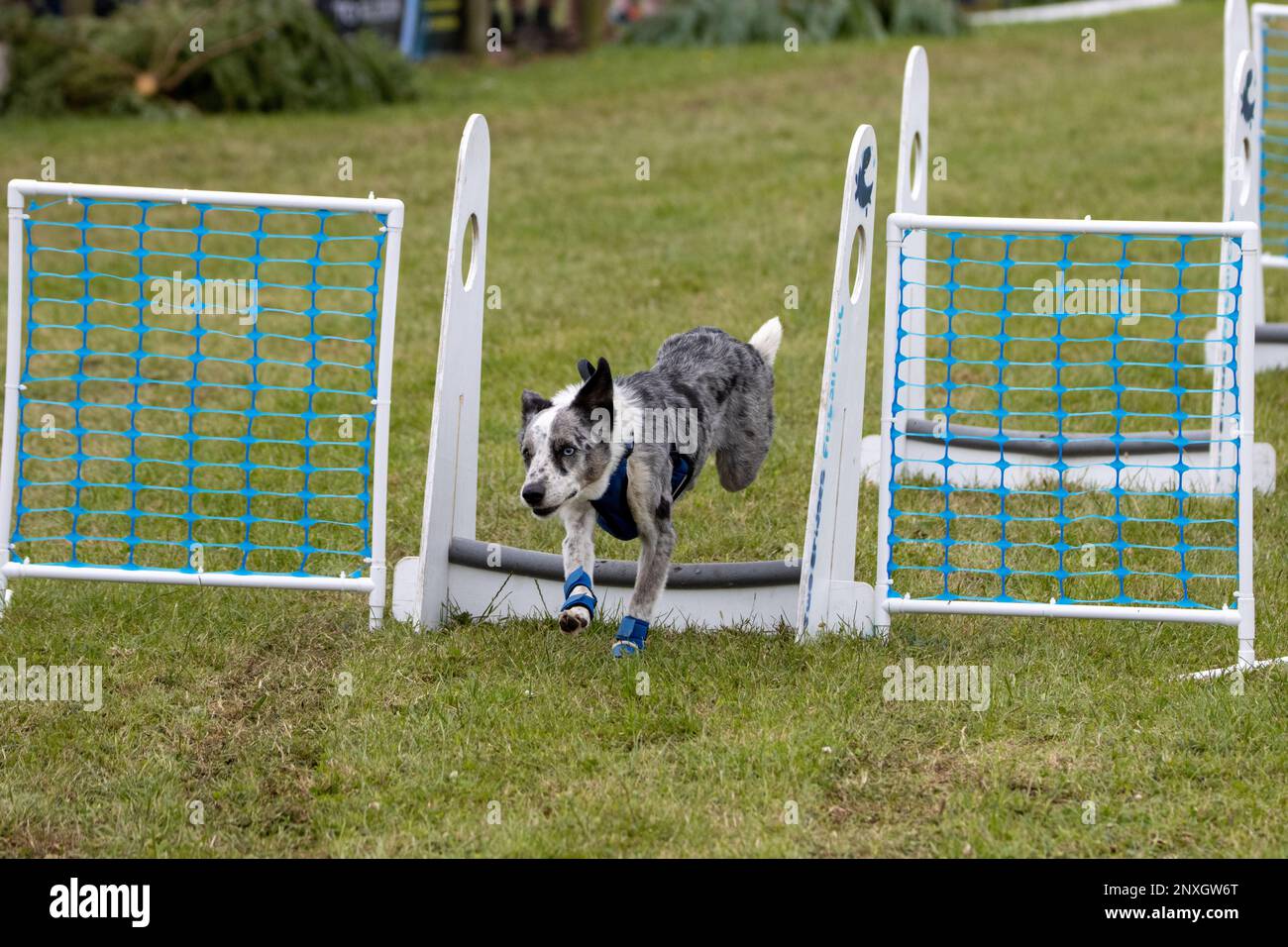 EXETER, DEVON, UK - JULY 1, 2022 Flyball demonstration - the outrun ...