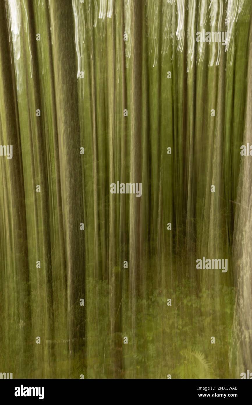 WA23153-00...WASHINGTON - Pan motion view of a forest of tall, skinny ...