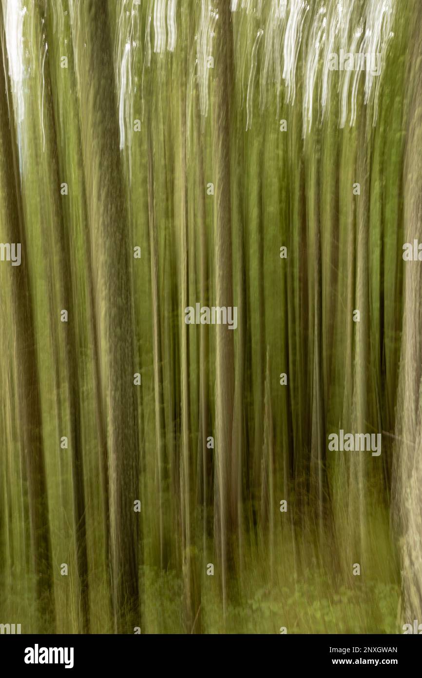 WA23154-00...WASHINGTON - Pan motion view of a forest of tall, skinny ...