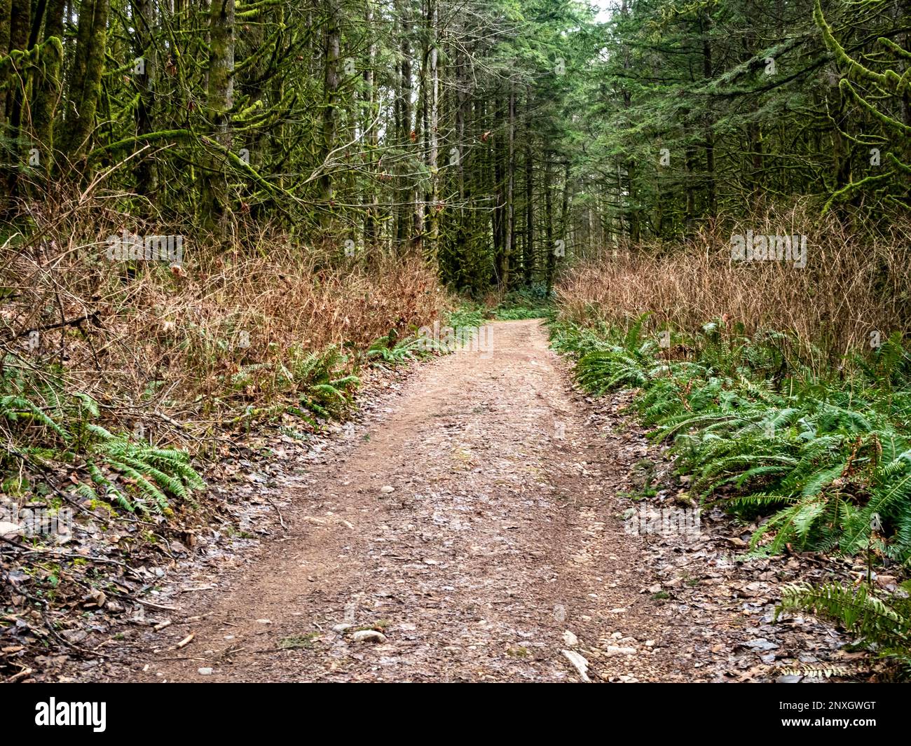 WA23163-00...WASHINGTON - Old logging road turned into trail through ...