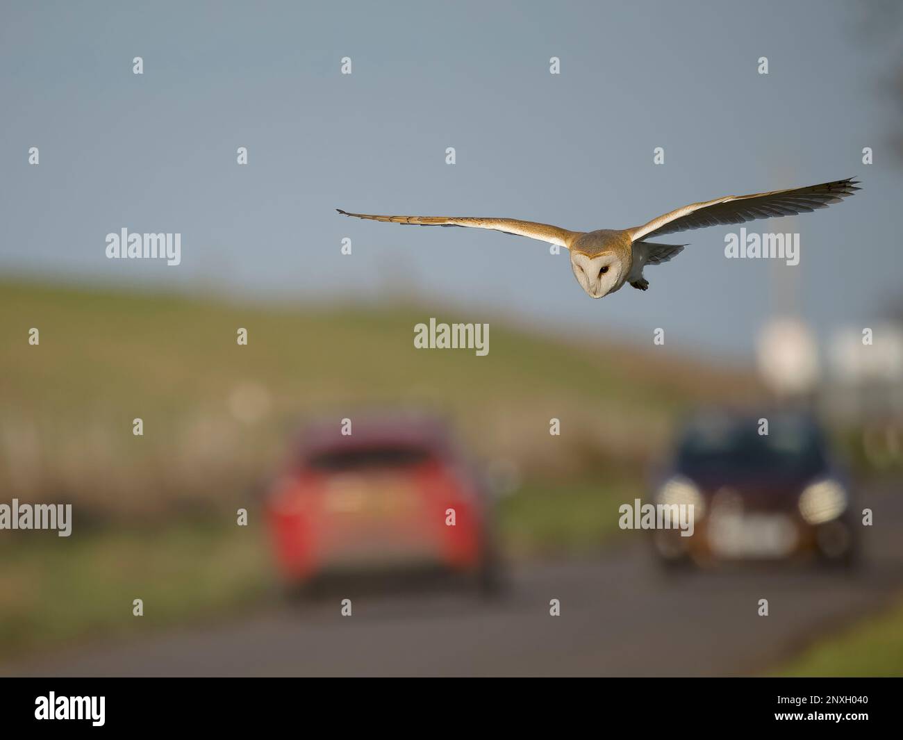 Barn owl, Tyto alba, single bird in flight along road, Norfolk ...