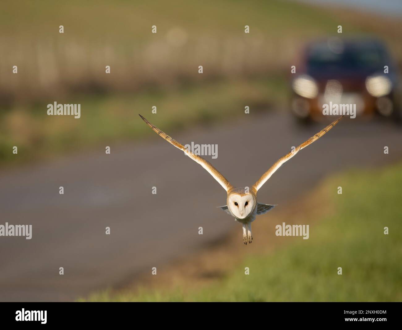 Barn owl tyto alba road hi-res stock photography and images - Alamy