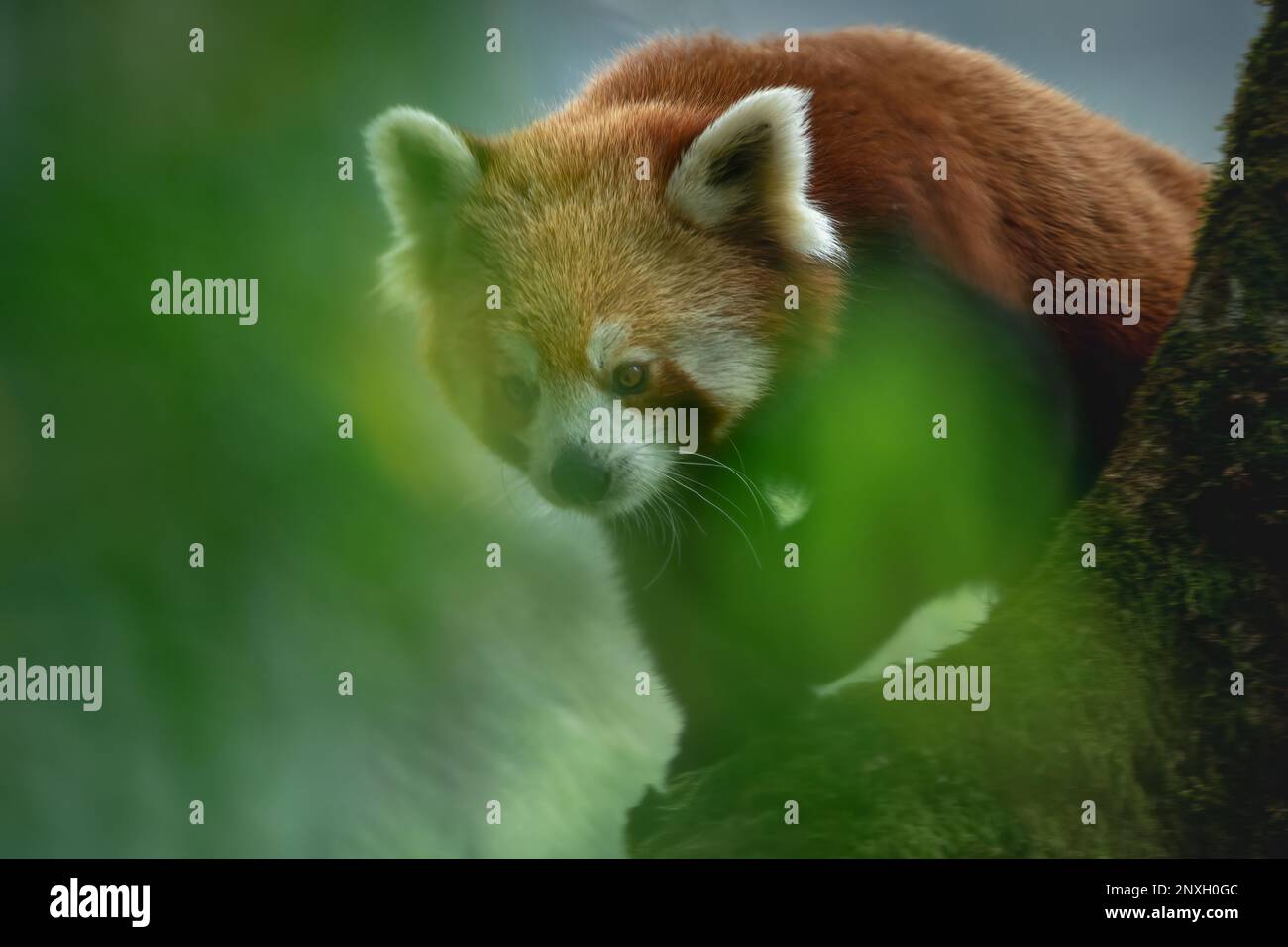 Creative close-up of a red panda male walking on a mossy perch of an ...