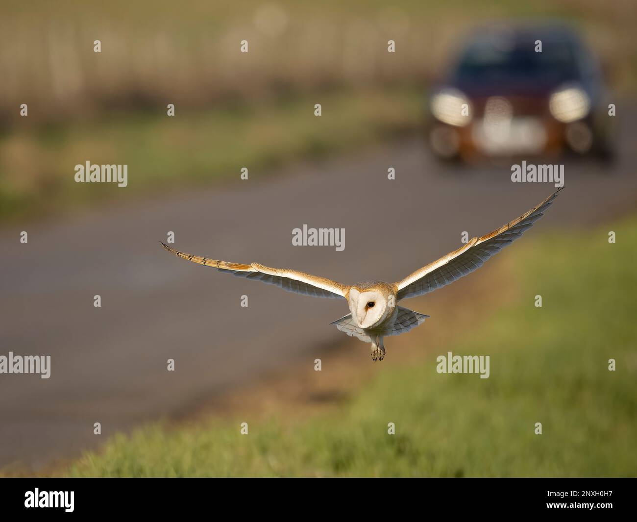 Barn owl, Tyto alba, single bird in flight along road, Norfolk ...