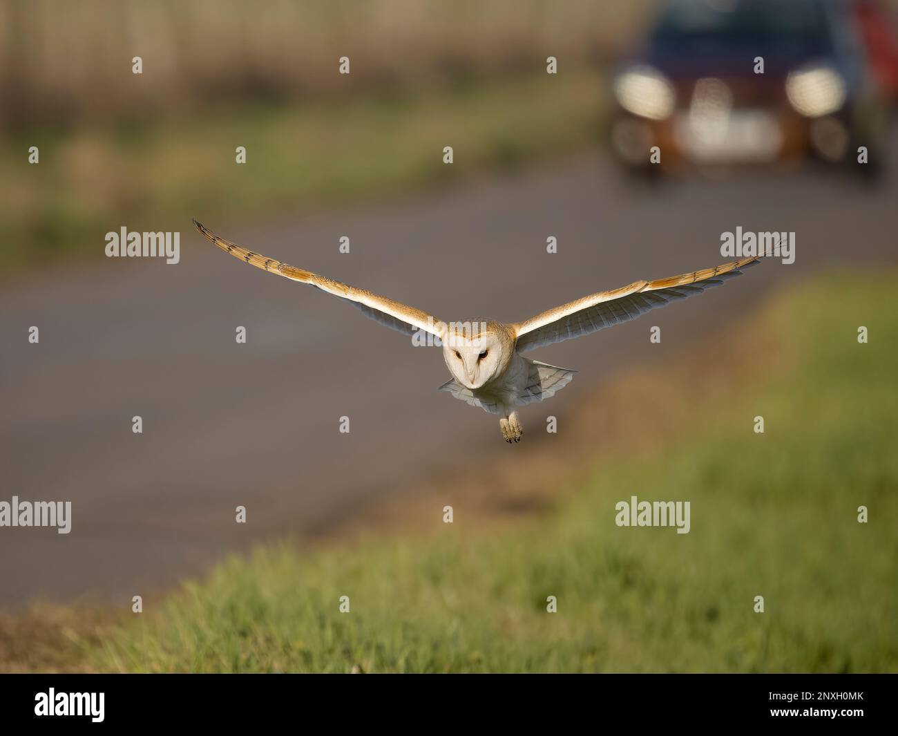 Barn owl, Tyto alba, single bird in flight along road, Norfolk ...