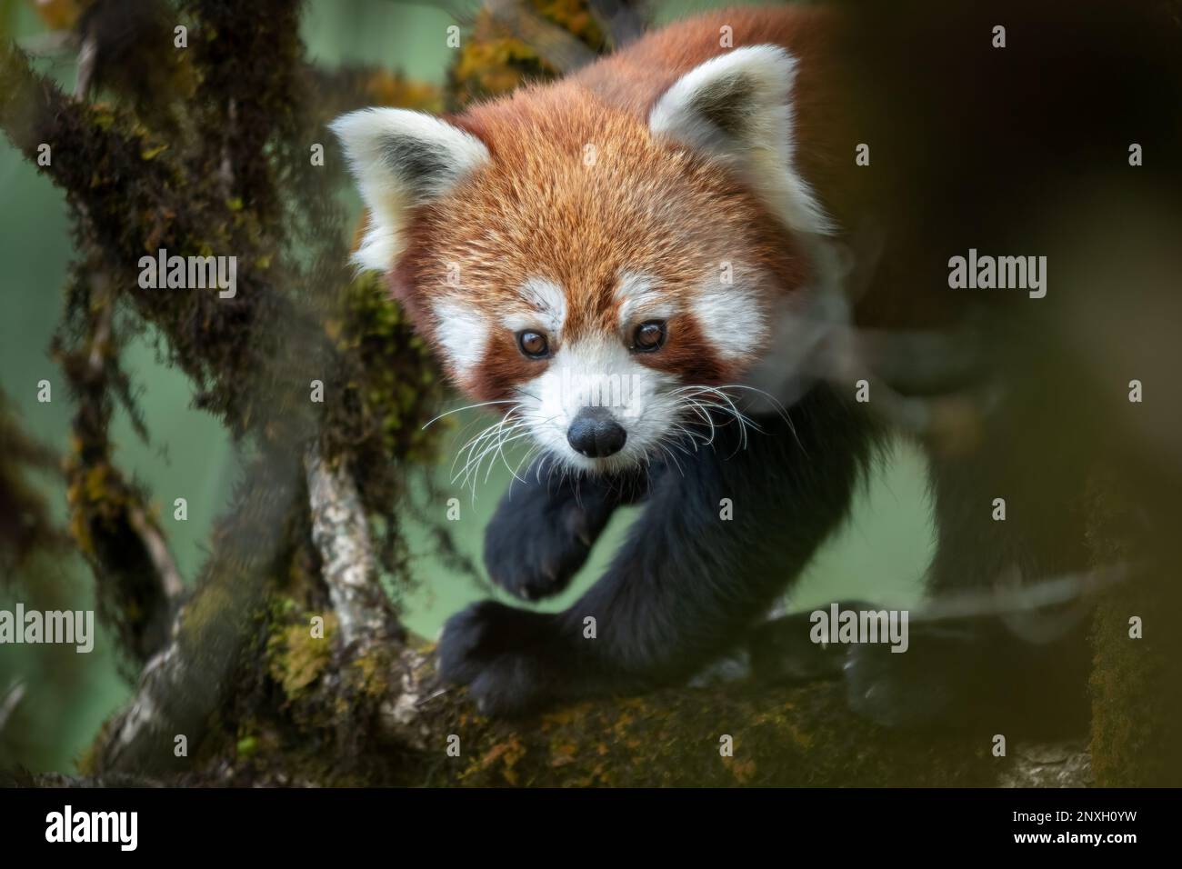 Close-up of a red panda female walking on a mossy perch of an oak nut ...