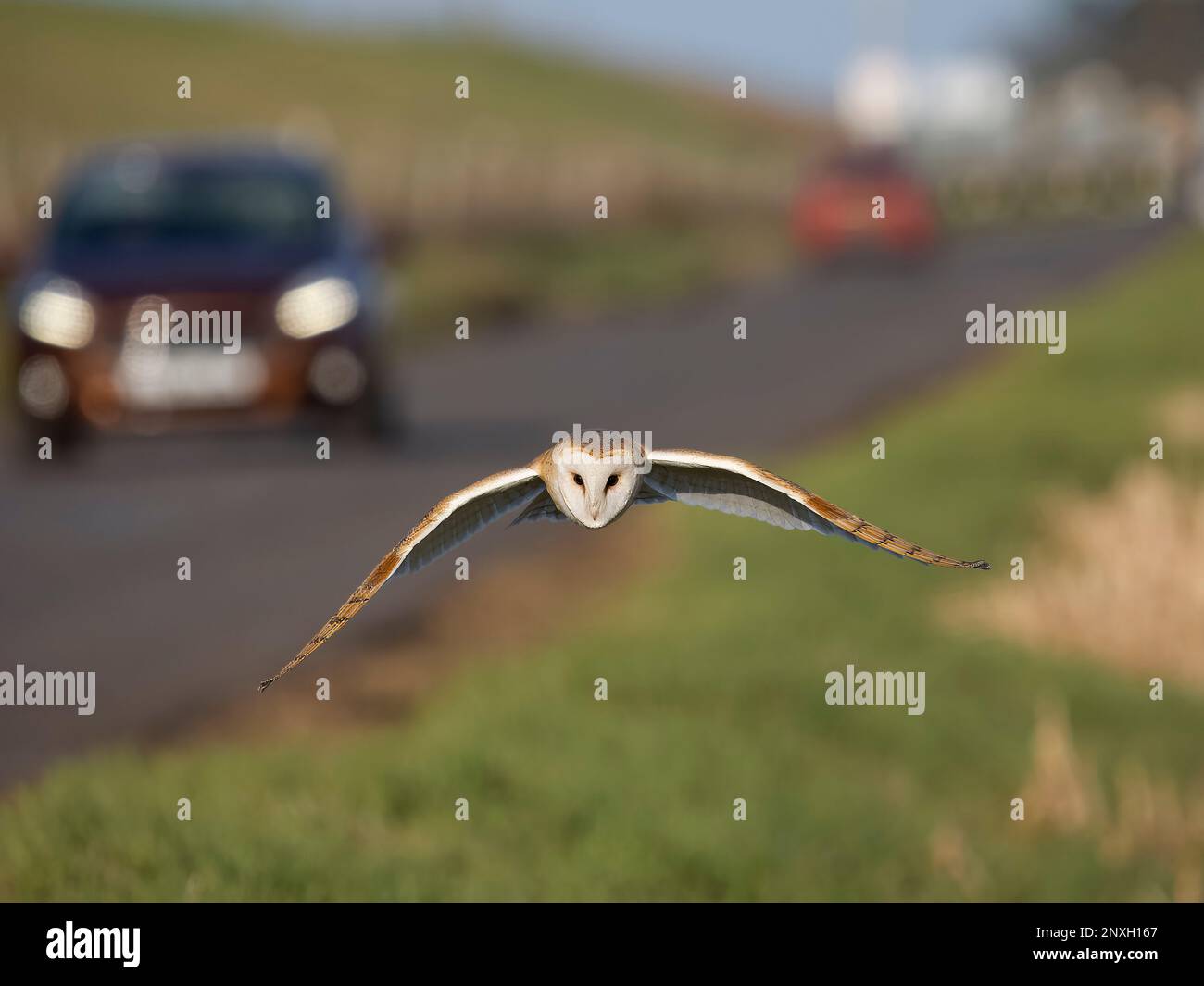 Barn owl tyto alba road hi-res stock photography and images - Alamy