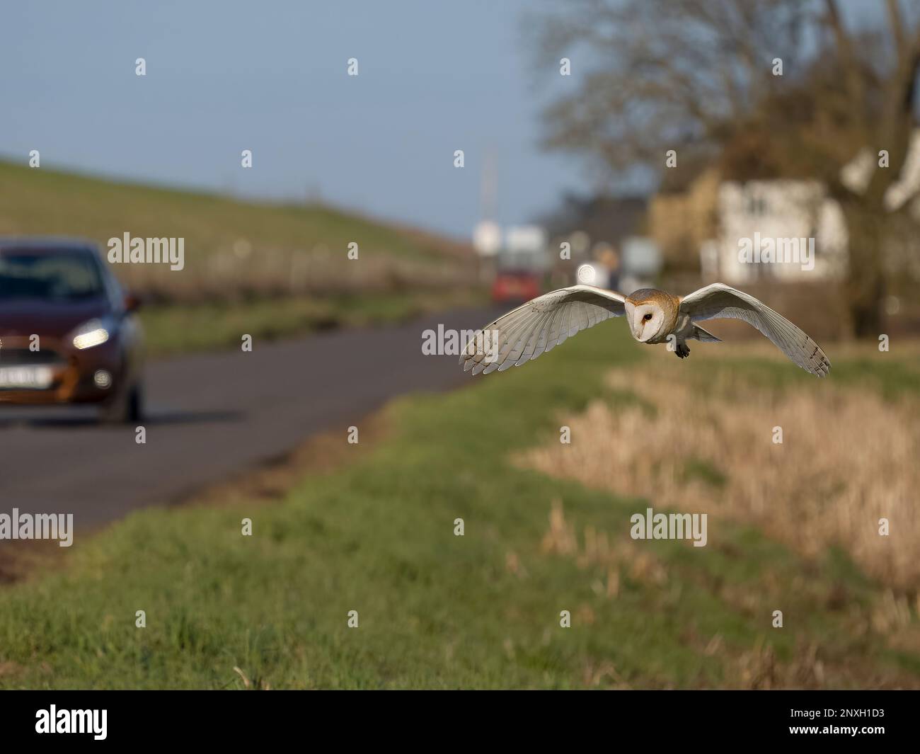 Barn owl, Tyto alba, single bird in flight along road, Norfolk ...