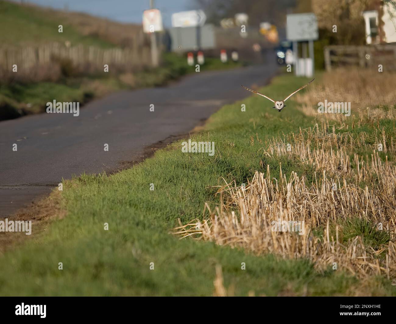 Barn owl, Tyto alba, single bird in flight along road, Norfolk ...