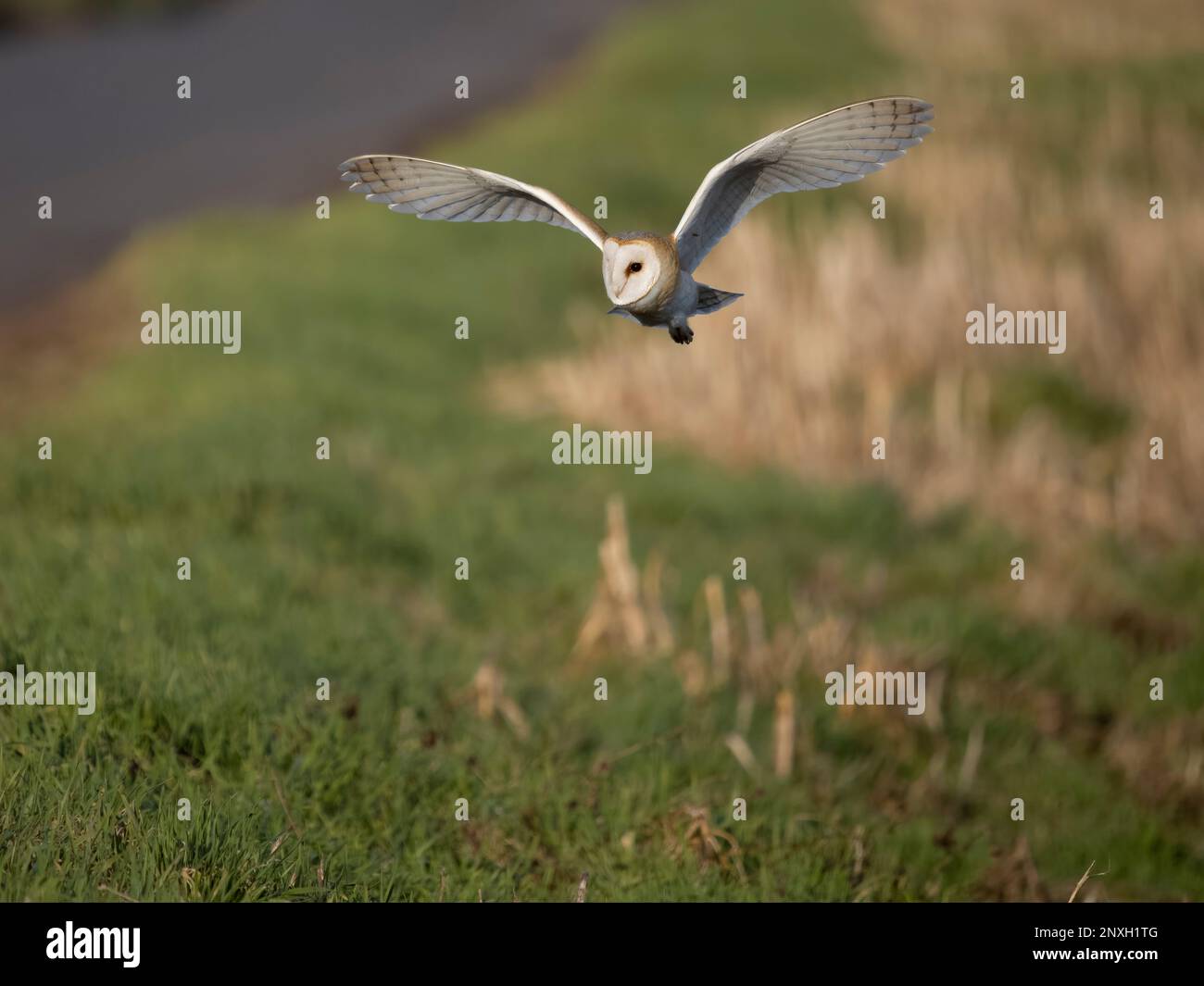 Barn owl tyto alba road hi-res stock photography and images - Alamy