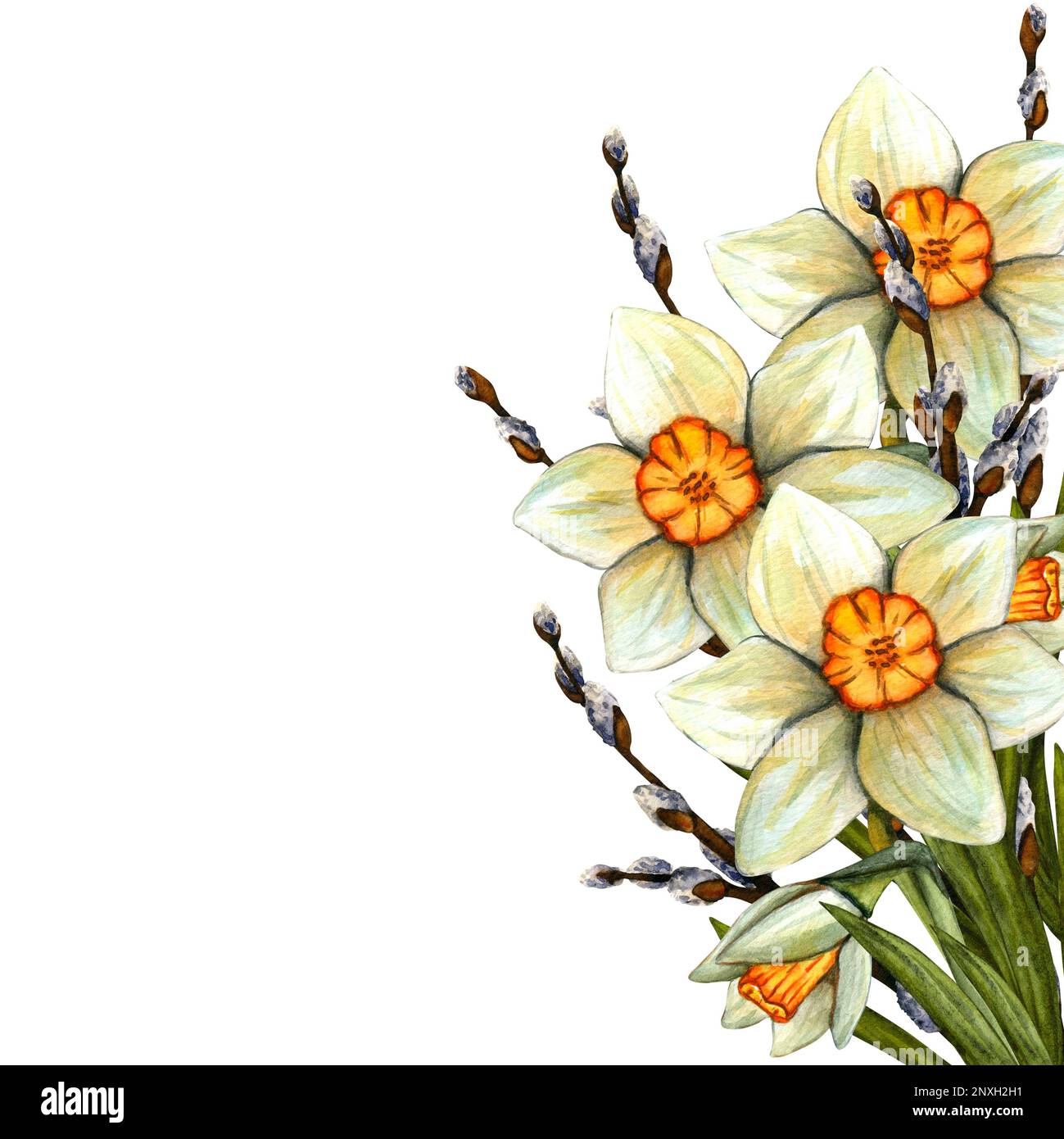 Spring watercolor daffodils bouquet. Flowers with stem and leaf. Spring ...