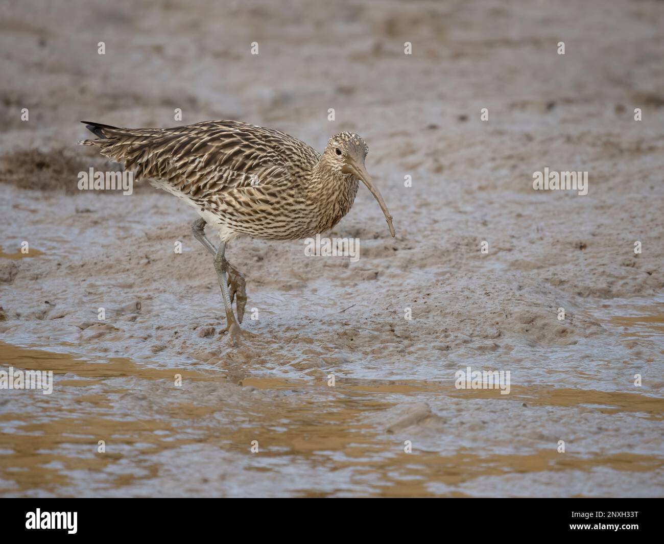 Curlew, Numenius arquata, single bird on mud, Norfolk, February 2023 ...