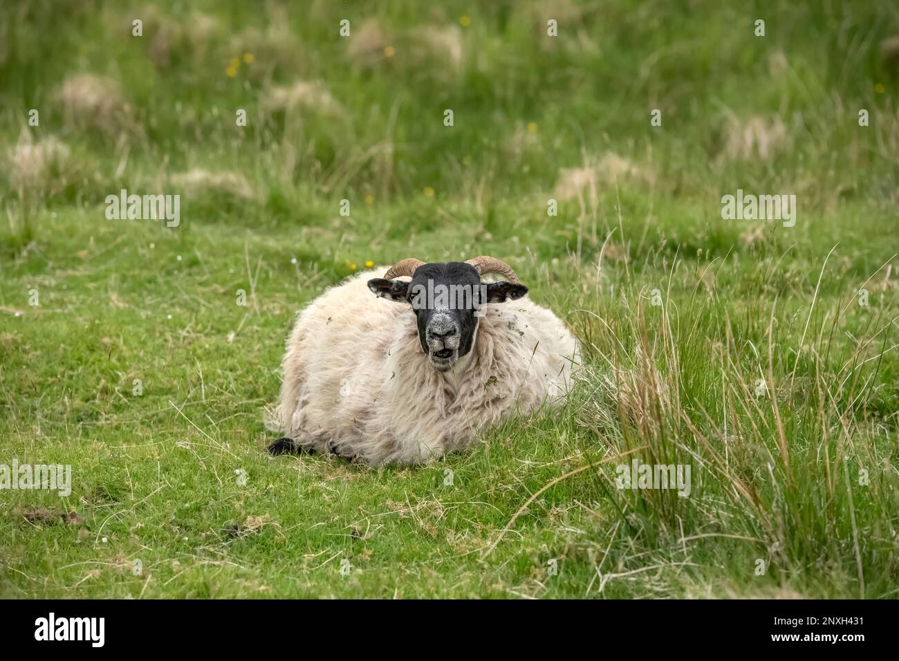 scottish black faced Sheep sitting on the grass, in a field in Scotland, uk, in the summer Stock ...