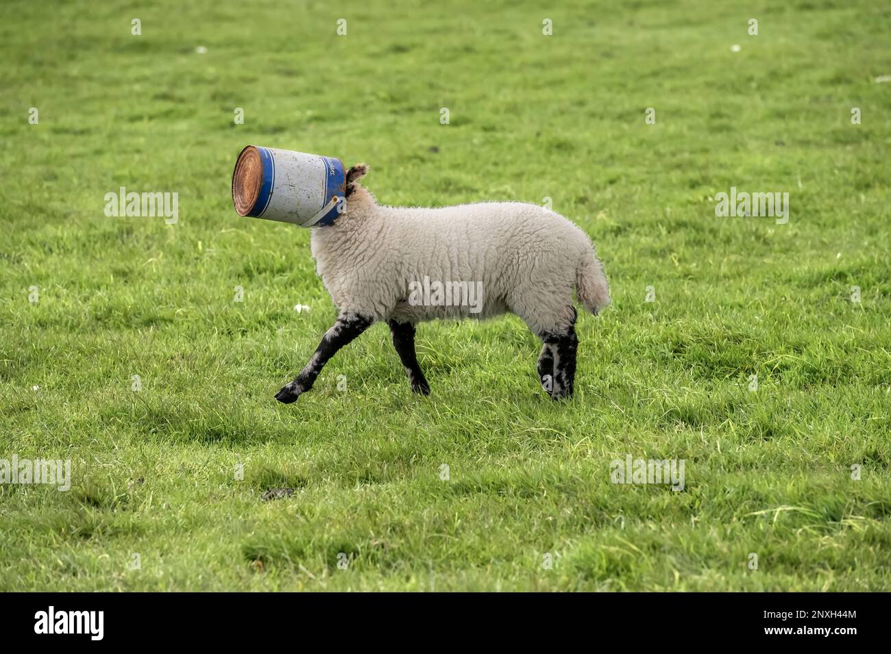 scottish black faced Sheep on the grass, in a field with a paint on its ...