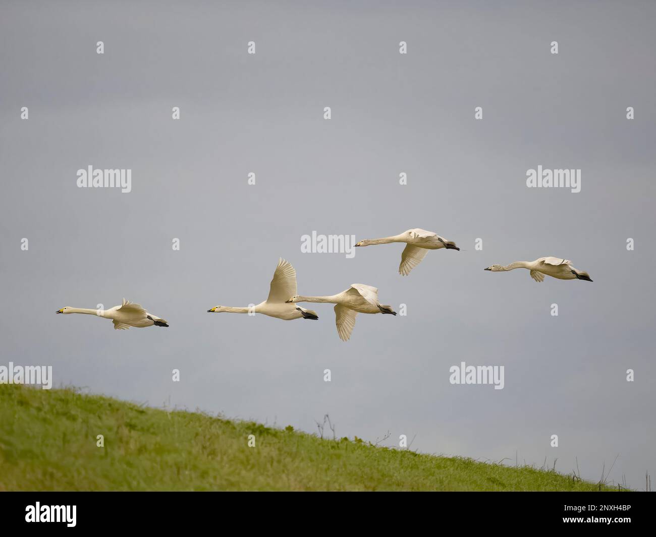 Whopper swan in the flight hi-res stock photography and images - Alamy