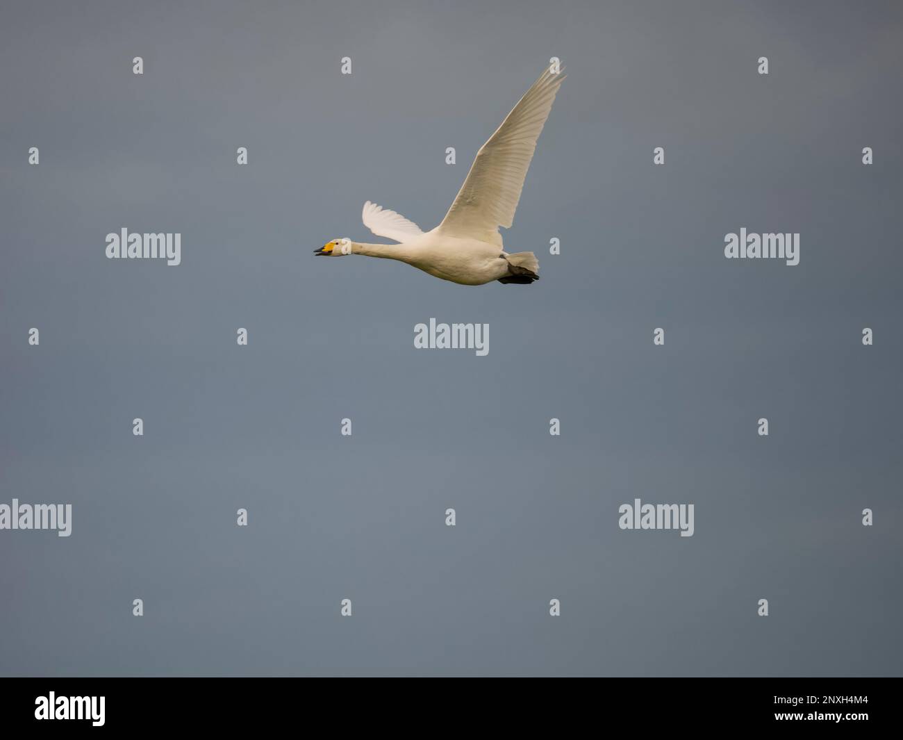 Whopper swan, Cygnus cygnus, single bird in flight, Norfolk, February ...