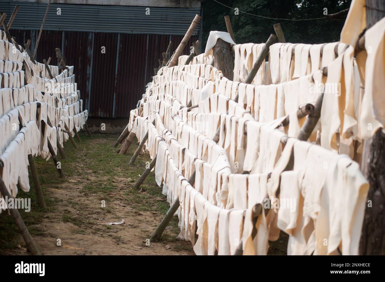 Rubber manufacturing process in Sylhet, Bangladesh Stock Photo - Alamy