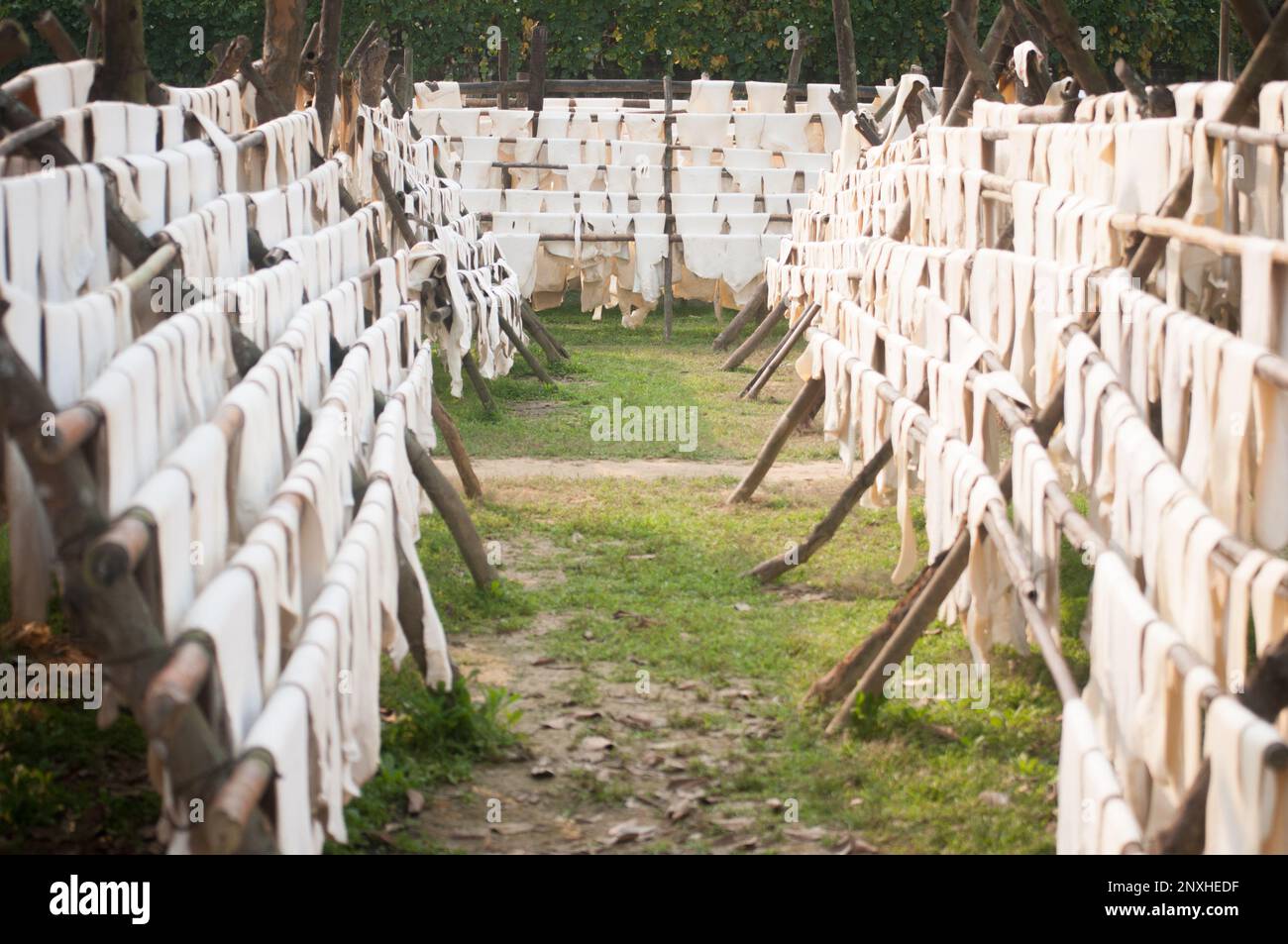 Rubber manufacturing process in Sylhet, Bangladesh Stock Photo - Alamy