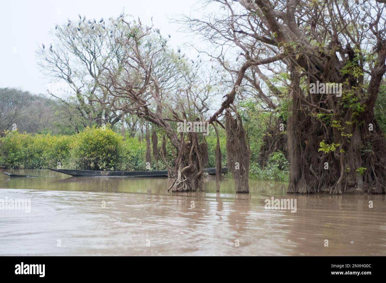 Ratargul natural beauty in Sylhet, Bangladesh Stock Photo - Alamy