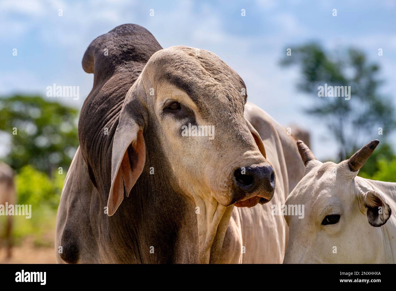Brahman bull hi-res stock photography and images - Alamy