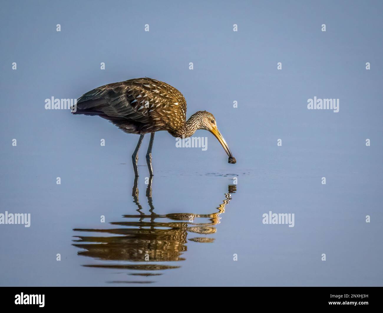 Called carrao hi-res stock photography and images - Alamy