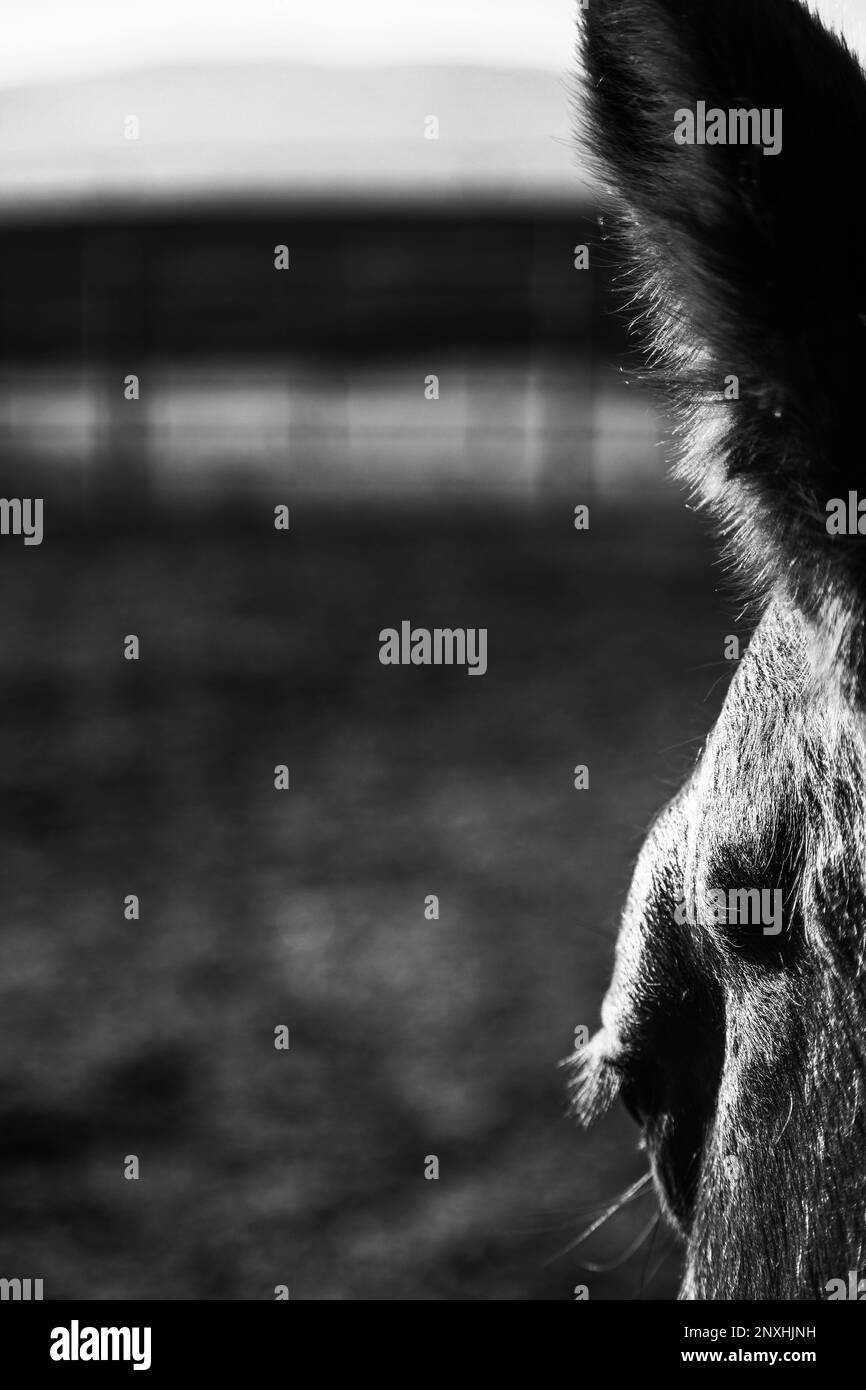 In my eye Black and White Stock Photos & Images - Alamy