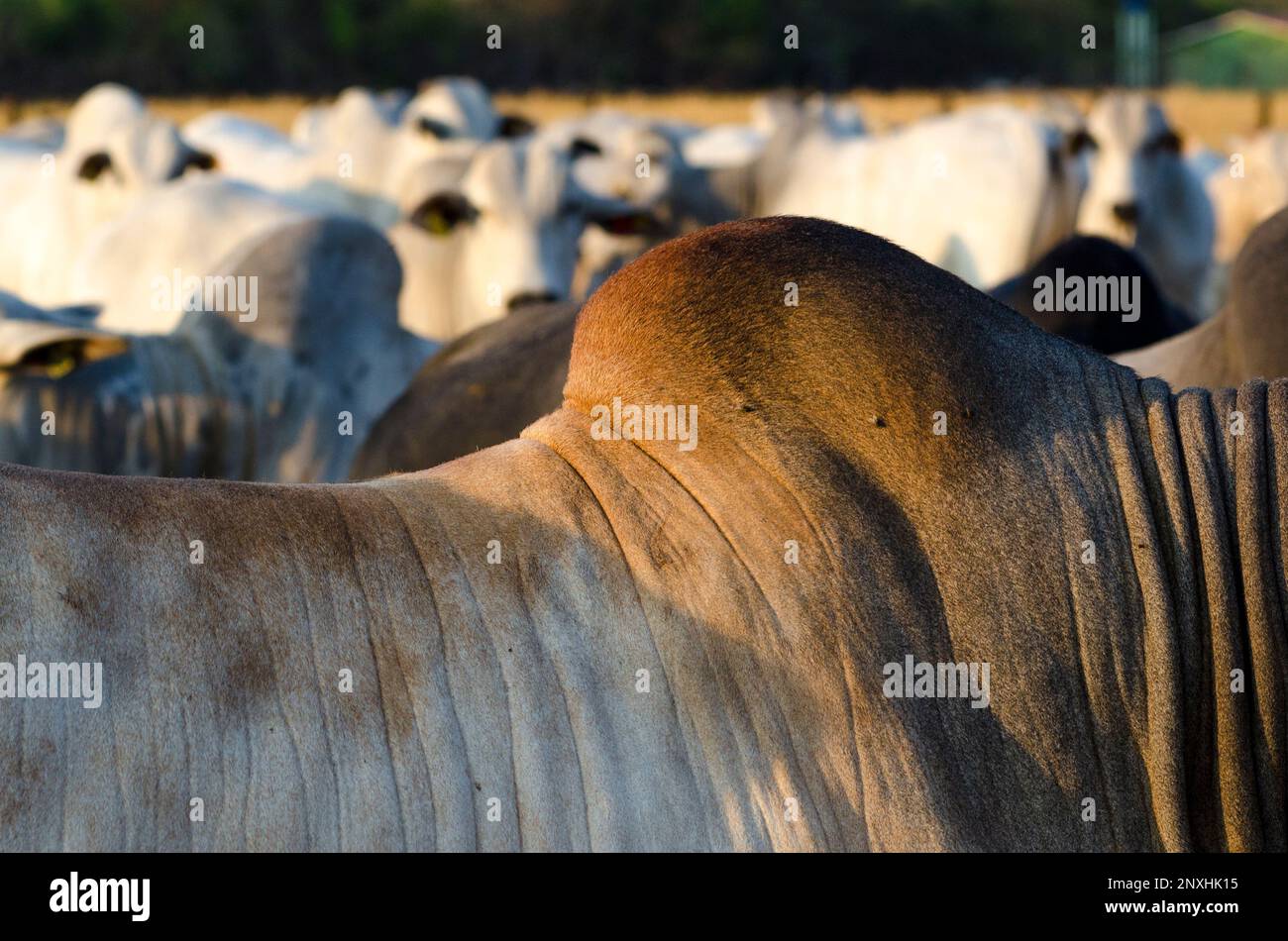 ox brahman termite close Stock Photo - Alamy