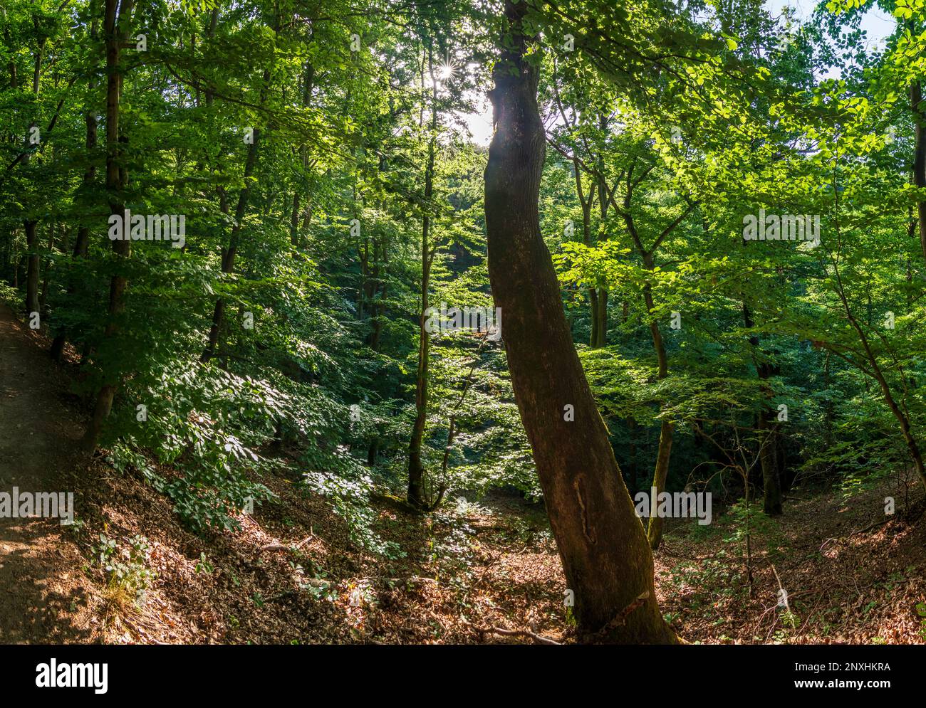 Kellerwald edersee national park hi-res stock photography and images ...