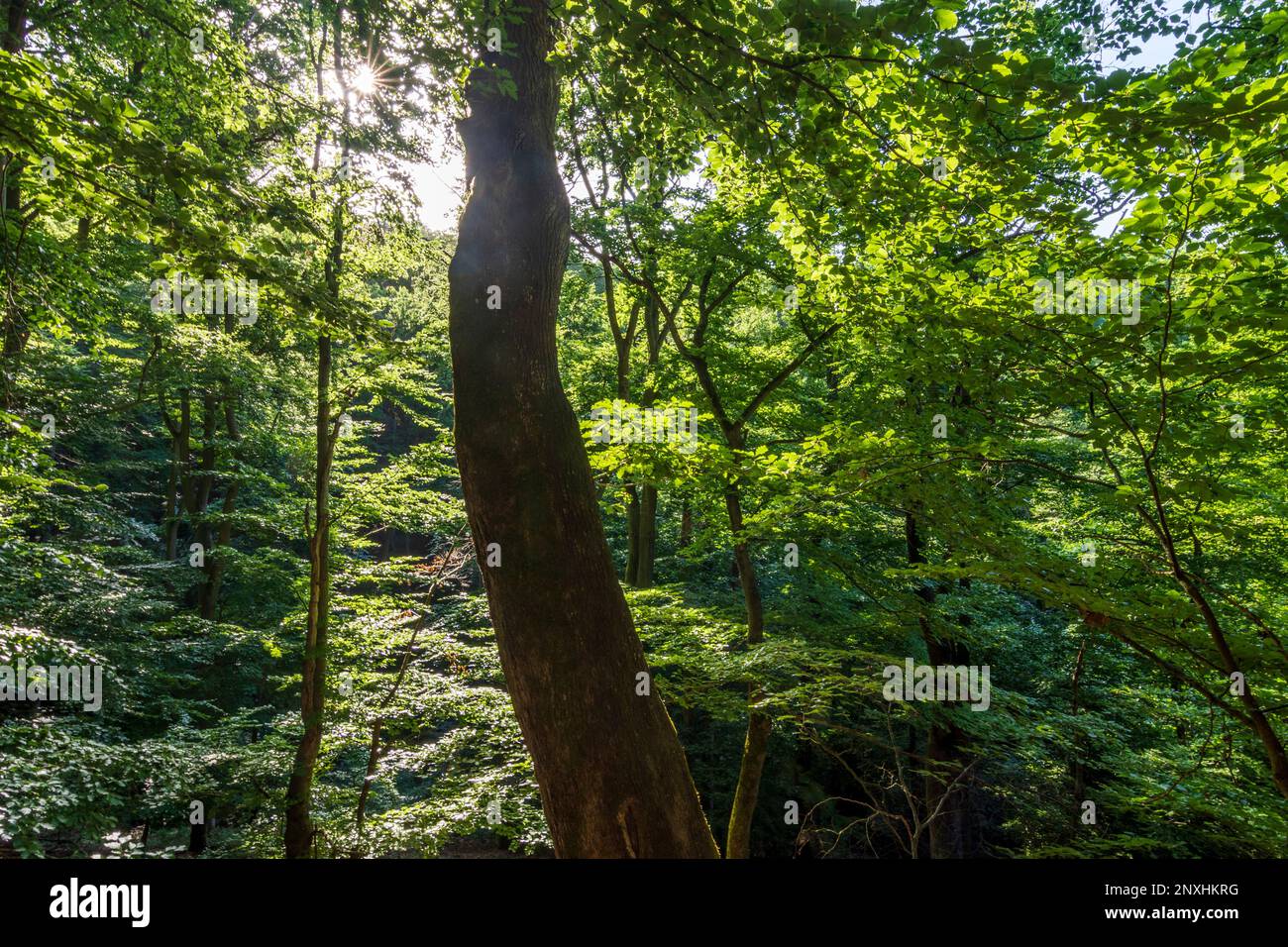 Kellerwald edersee national park hi-res stock photography and images ...