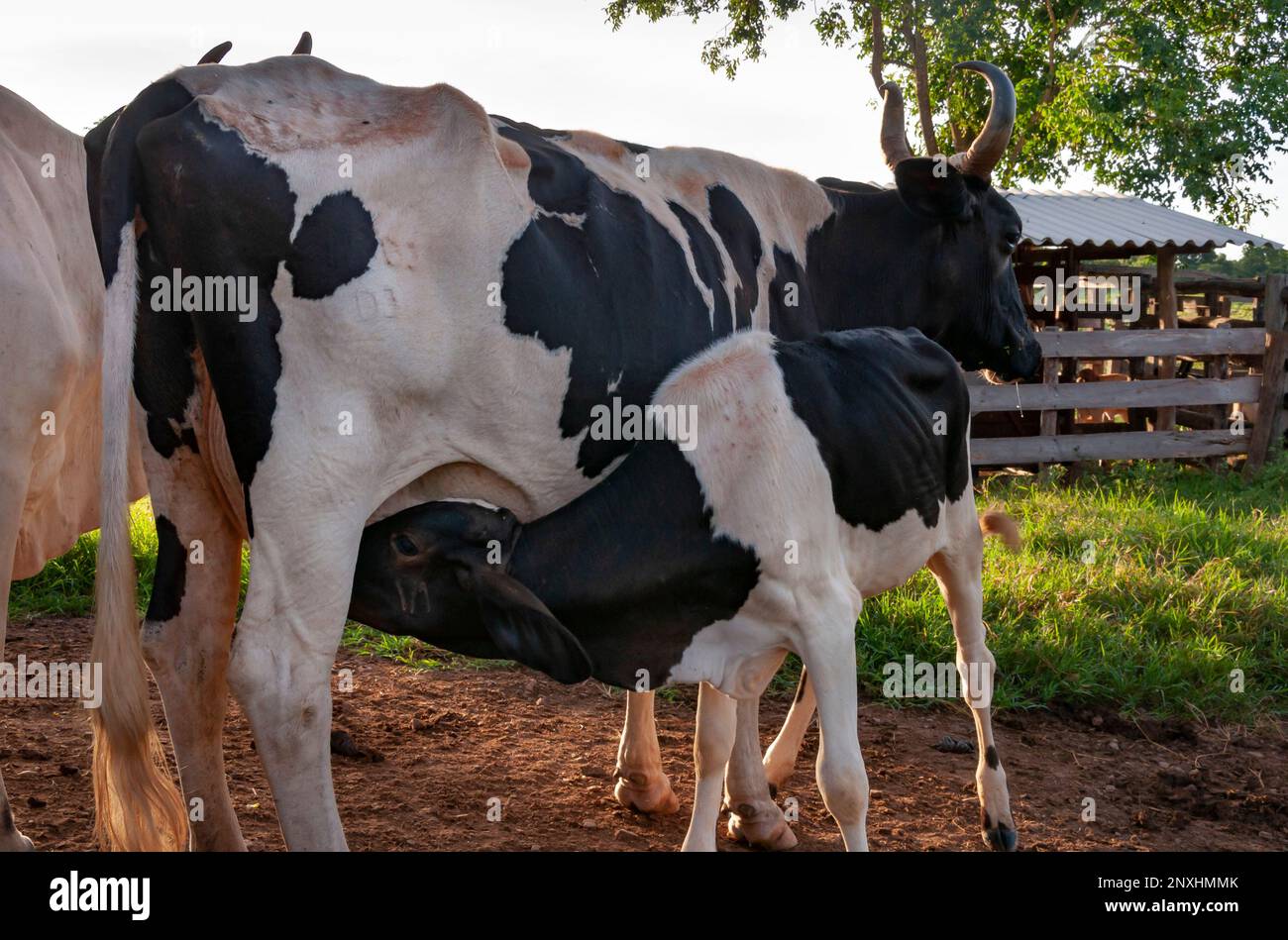 Dutch dairy cow hi-res stock photography and images - Alamy