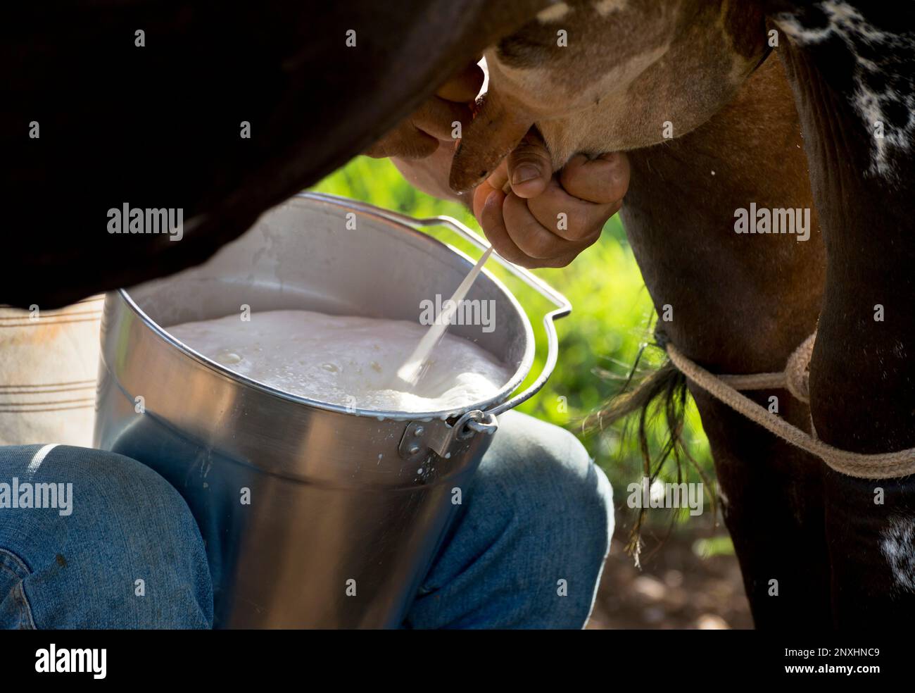 man milking milk cow, farming Stock Photo - Alamy