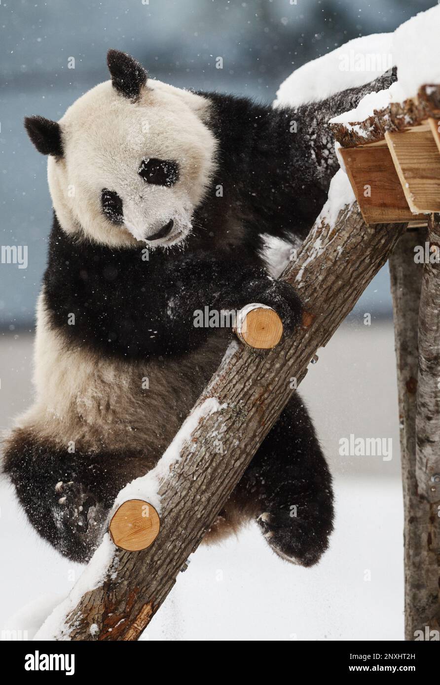 Female panda Jin Bao Bao, named Lumi in Finnish, plays in the snow on ...