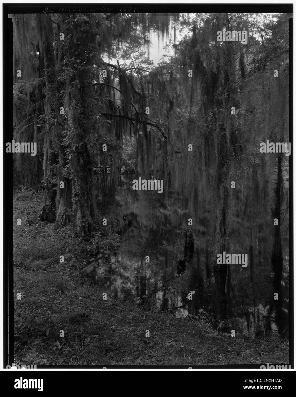 Middleton Place, Ashley River vic., Dorchester County, South Carolina ...