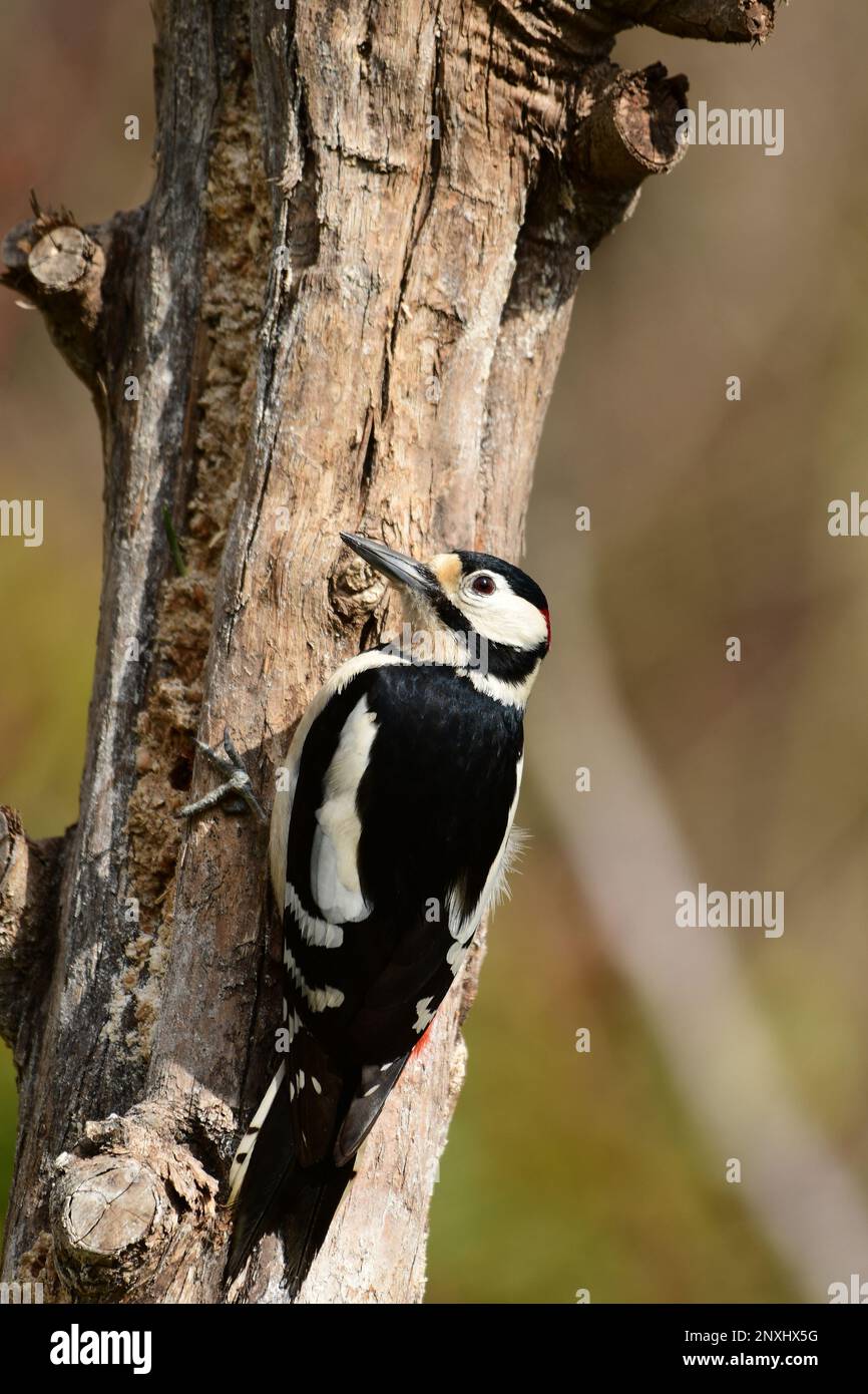 Woodpeckers hi-res stock photography and images - Alamy