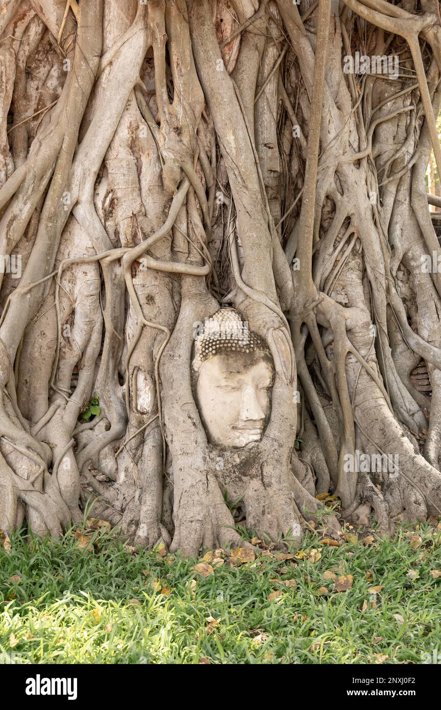 The head of Buddha ingrowing in tree at Ayutthaya ruins of temple of ...