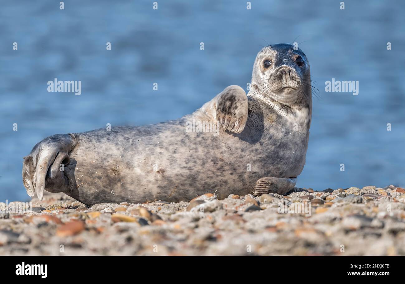 Grey seal, on a beach in front of the sea in the uk in the spring Stock ...