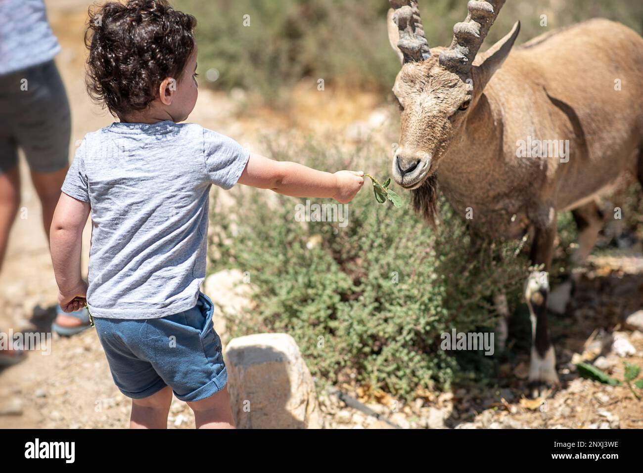 Little cute curly child feeds goat nubian ibex on free range Stock ...