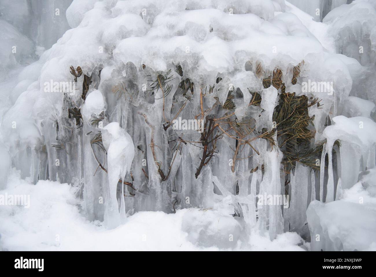 The Belle Isle "ice tree" seen in detail makes its return to Detroit's ...